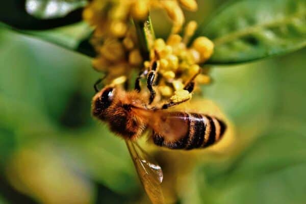 How Do Bees Make Honey? | HoneyBee & Co.