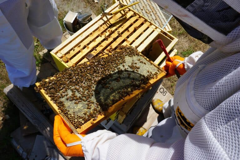 Bees And Their Natural Enemies | HoneyBee & Co.