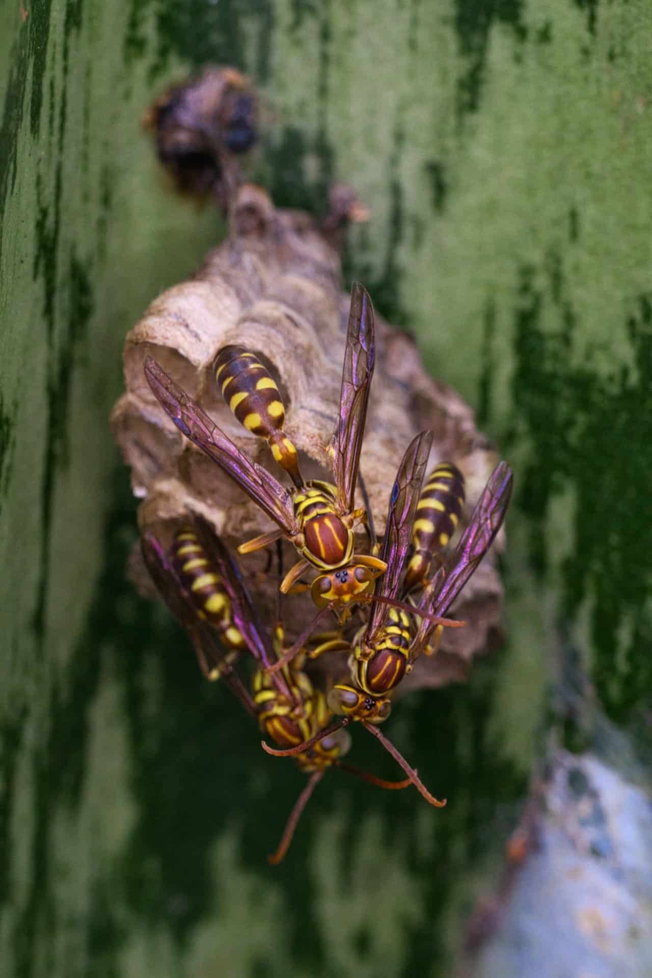 Bees And Their Natural Enemies | HoneyBee & Co.