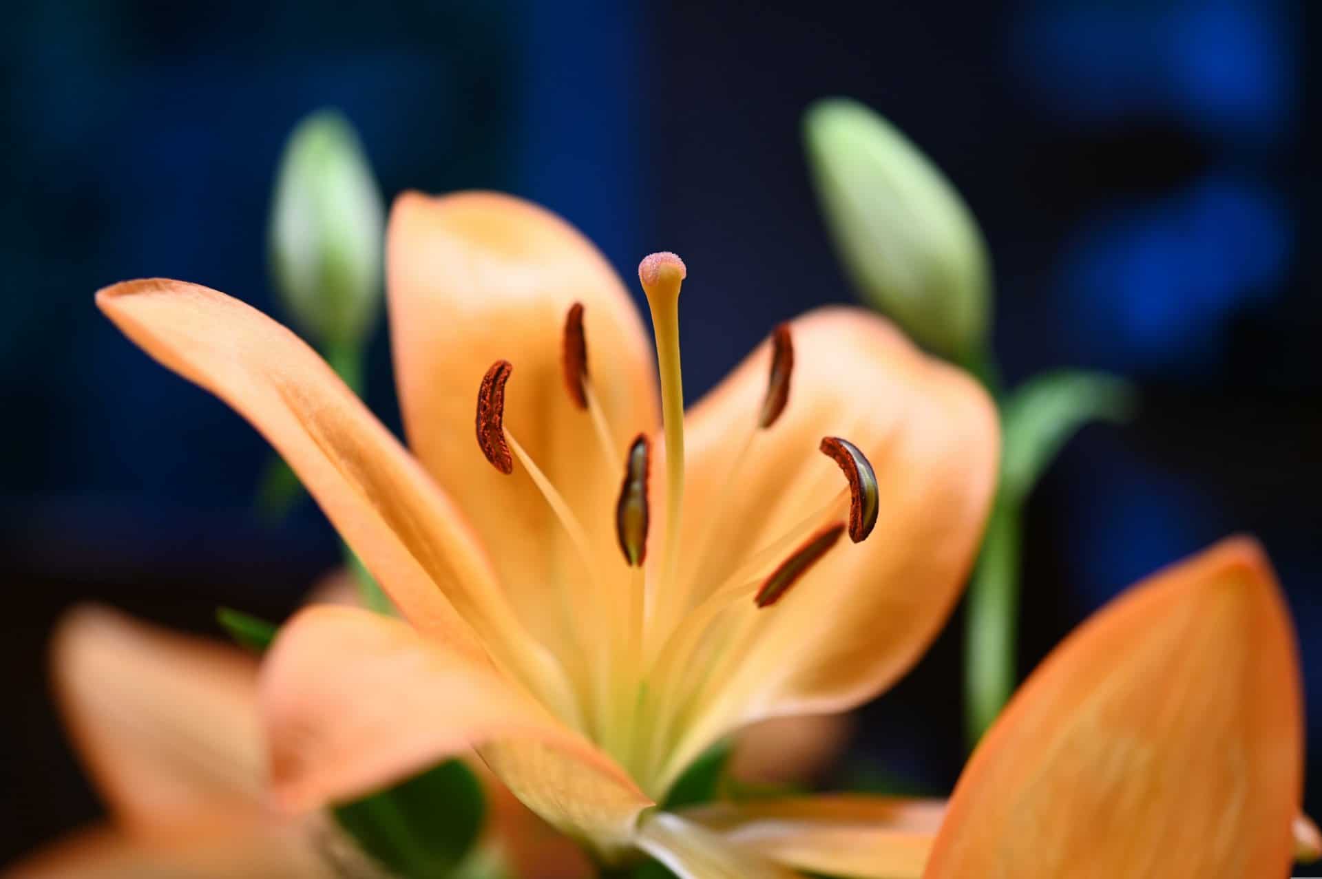 Lilies: The Biology And Cultivation | HoneyBee & Co.