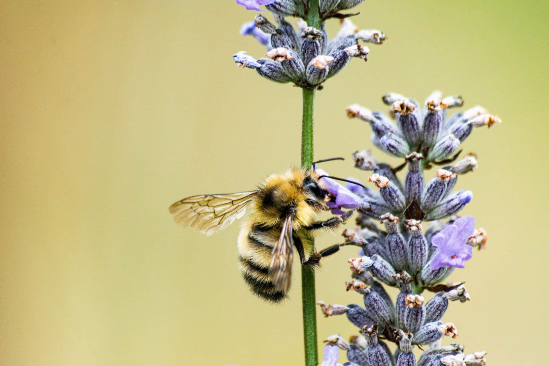 World Flowers And Bees: A Study Of The Interdependence Between Flora ...