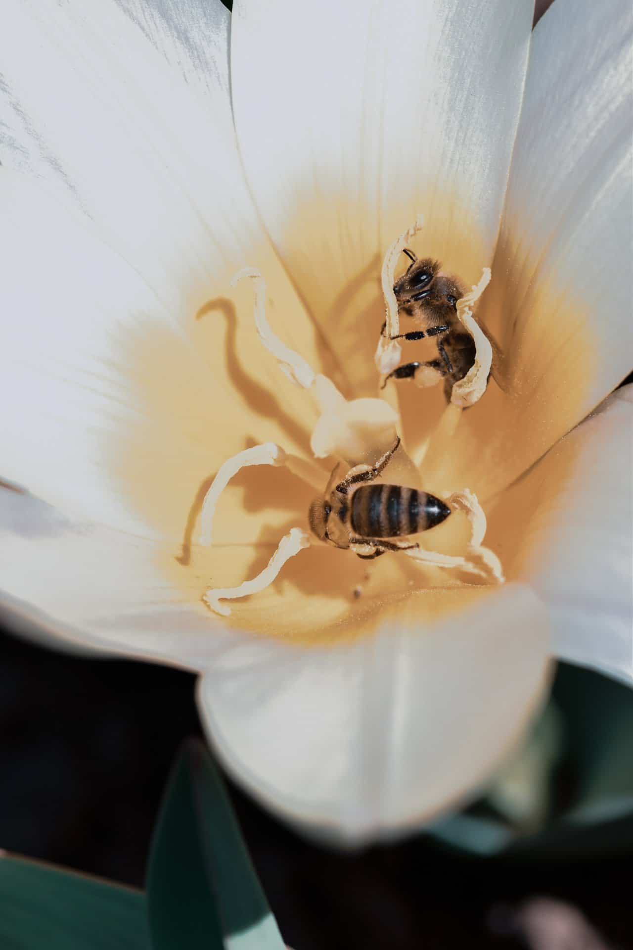 World Flowers And Bees: A Study Of The Interdependence Between Flora ...