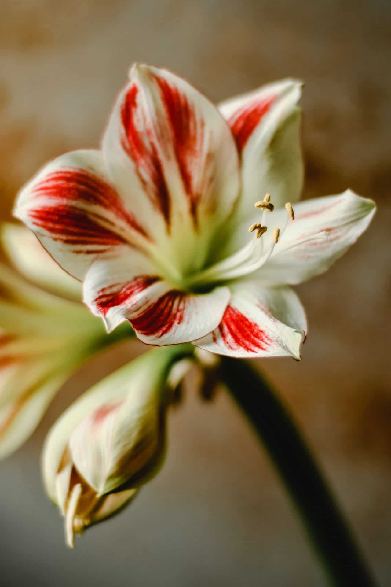 Lilies: The Biology And Cultivation | HoneyBee & Co.