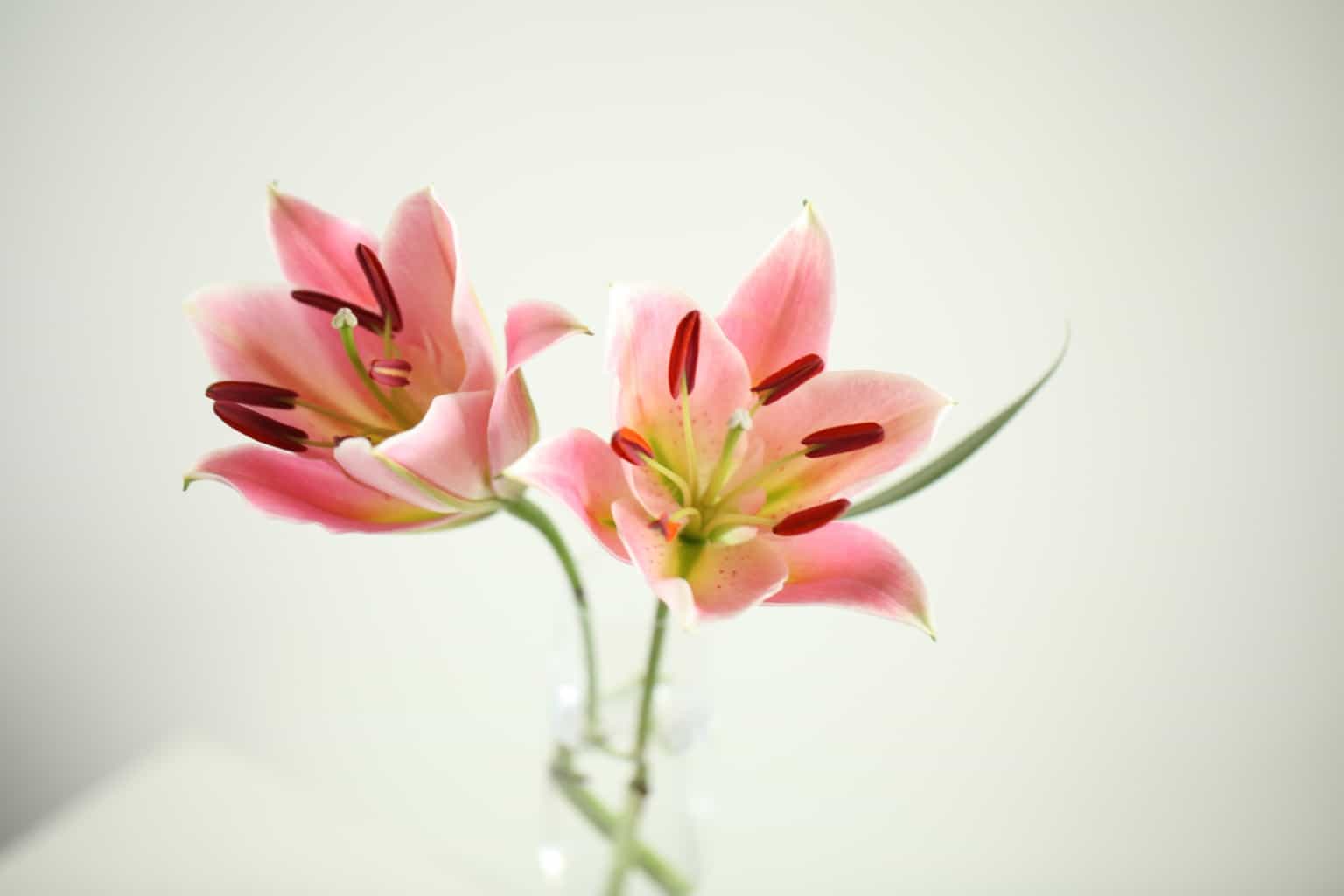 Lilies: The Biology And Cultivation | HoneyBee & Co.