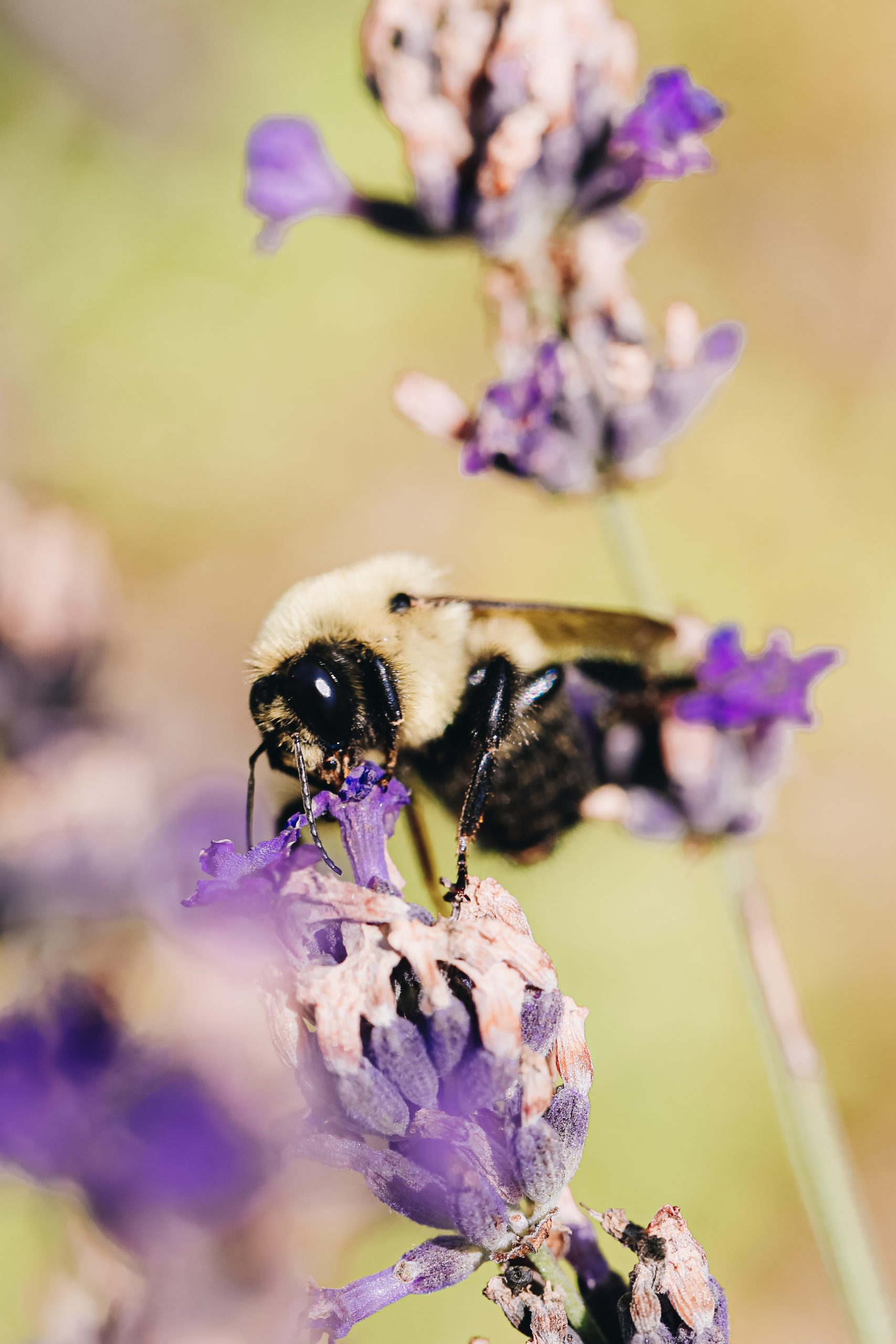 Exploring Key Bee Species | HoneyBee & Co.