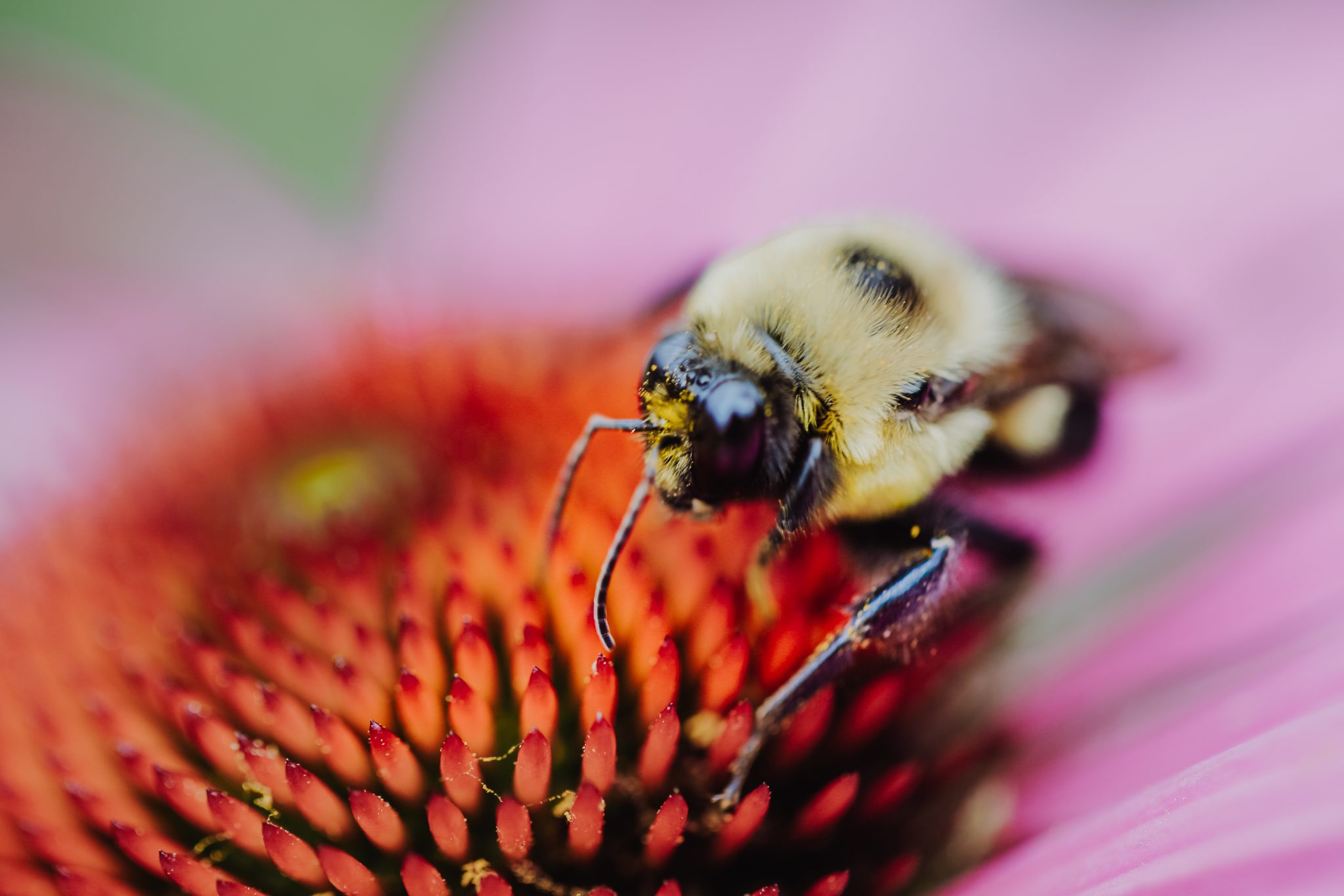 How Long Can Bees Live: Insights And Information | HoneyBee & Co.