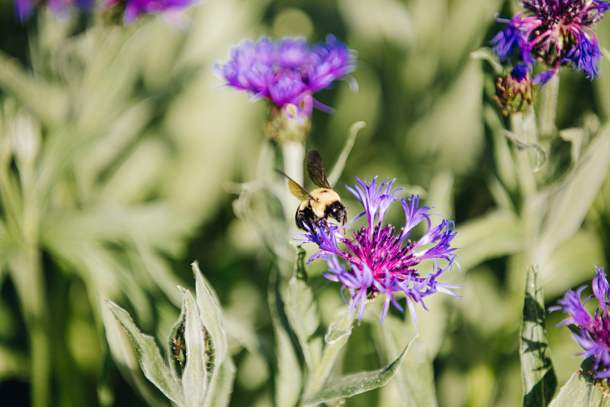 Discover The World Of Bees: Sustainability And Nature At Its Finest ...