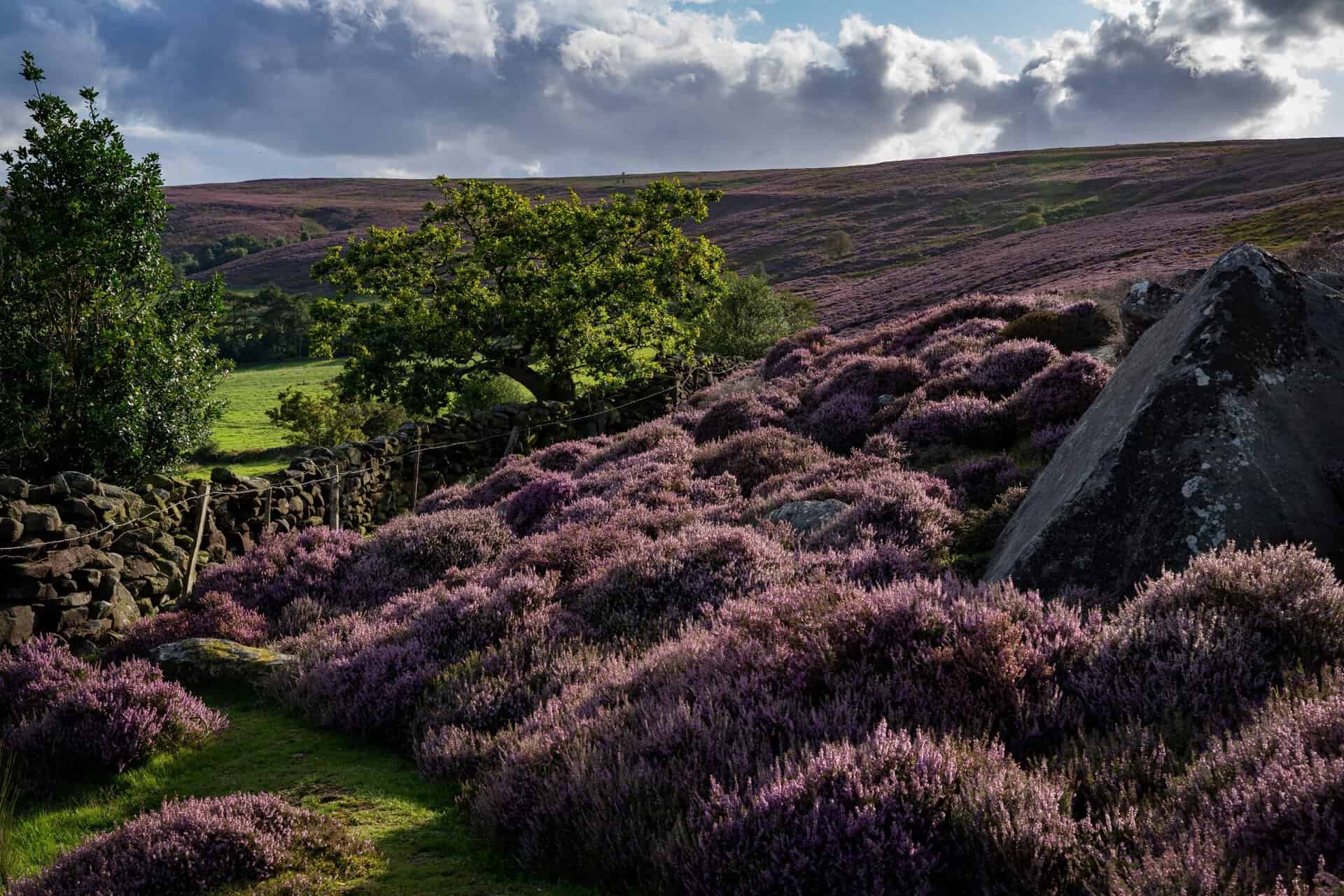 The Best Tips For Growing And Caring For Your Heather Plants