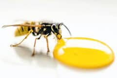 Is Honey Flammable? Discover The Truth Behind This Sticky Question.